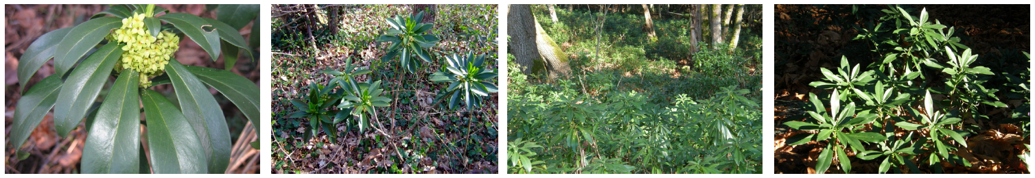 Invasive Plant Species - Bowen Island Municipality
