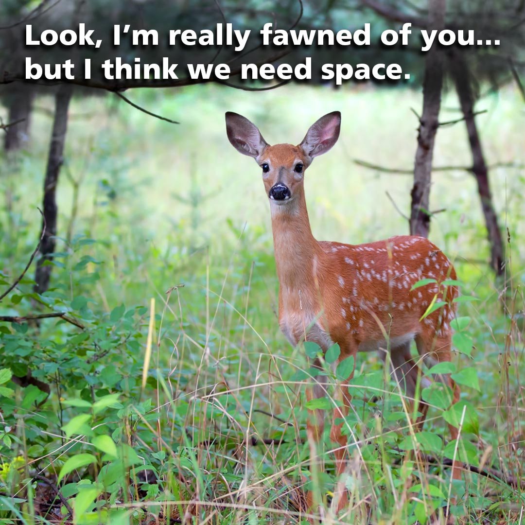 Living with Wildlife on Bowen - Bowen Island Municipality